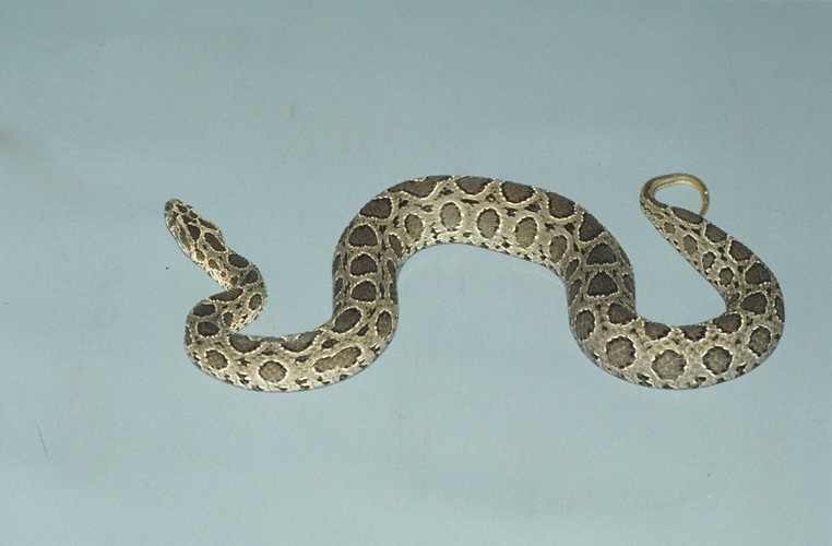 Exhibition of Venomous Snakes in Taiwan