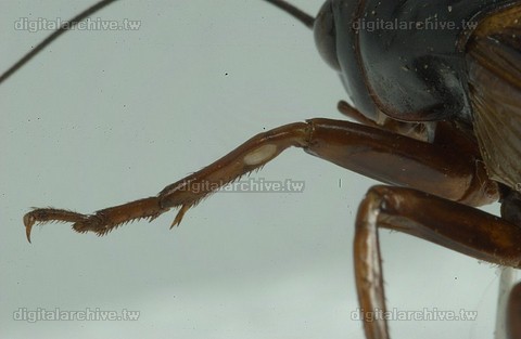 The variation of insect's world